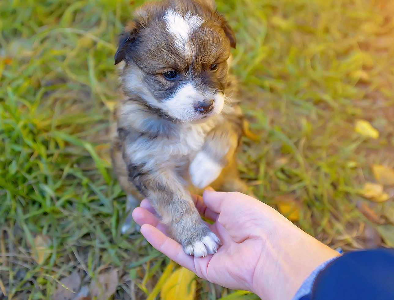 3 Things a New Puppy Parent Should Do to Raise a Well Adjusted Dog ...