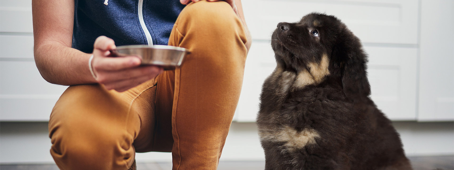 Job Opportunities - Fetch! Pet Care