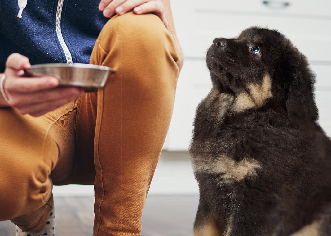 Pet Care Services - Fetch! Pet Care