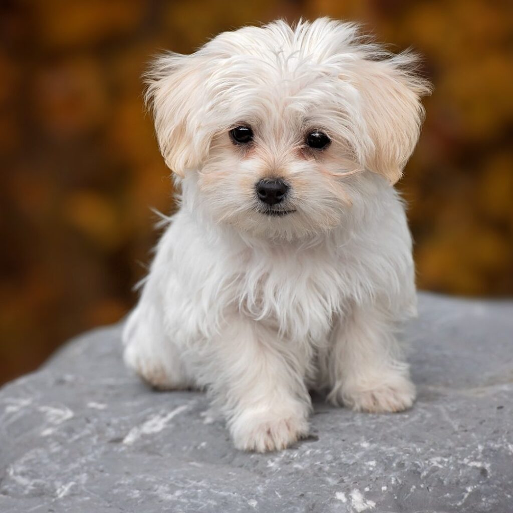 Professional Puppy Sitting Services in Mile High, CO | Fetch! Pet Care