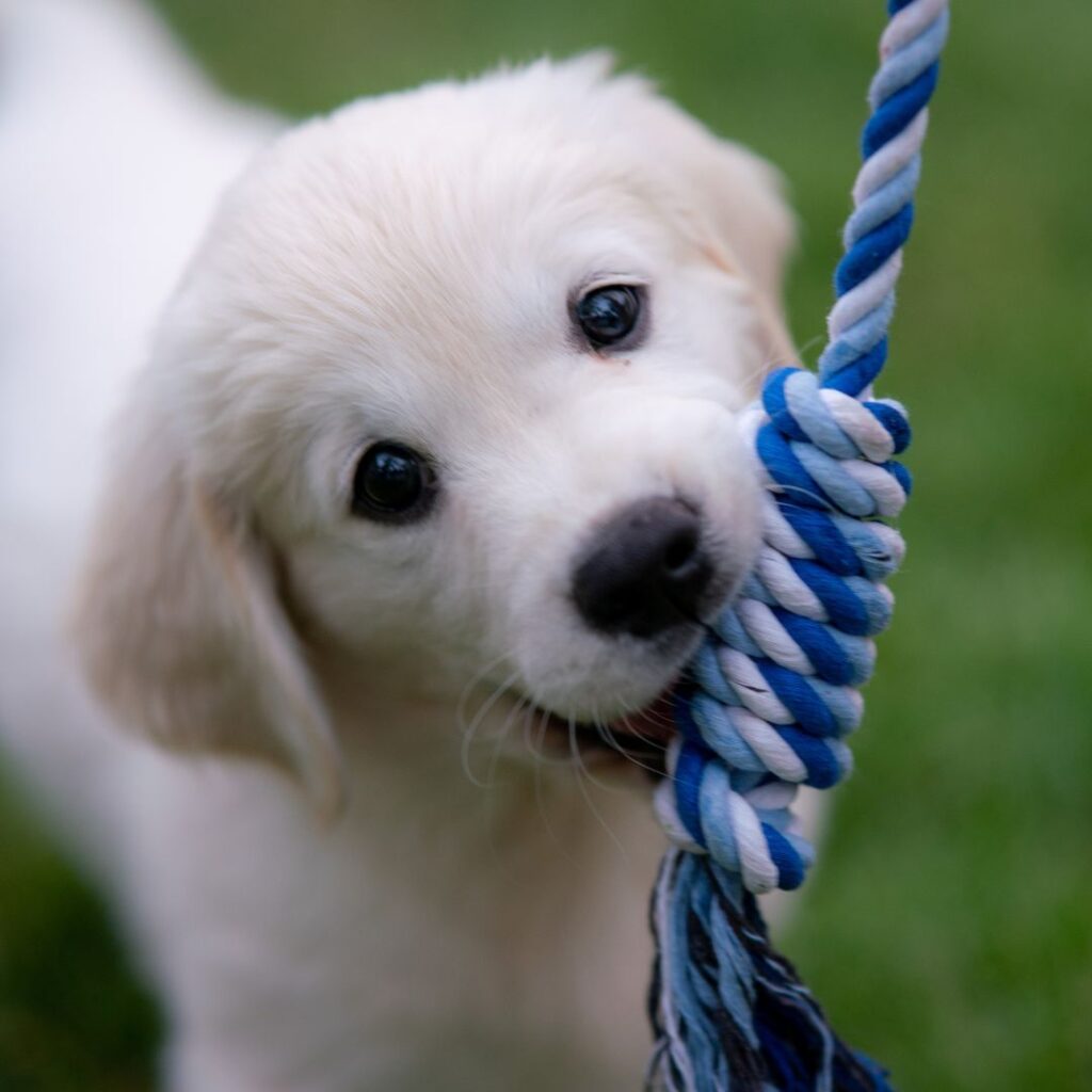 Professional Puppy Sitting Services in Mile High, CO | Fetch! Pet Care