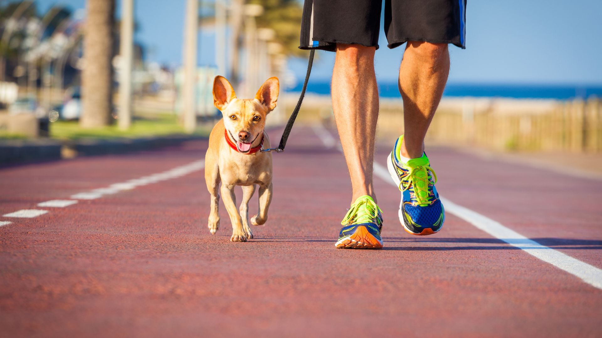 Dog Walking in West Orlando - Fetch! Pet Care