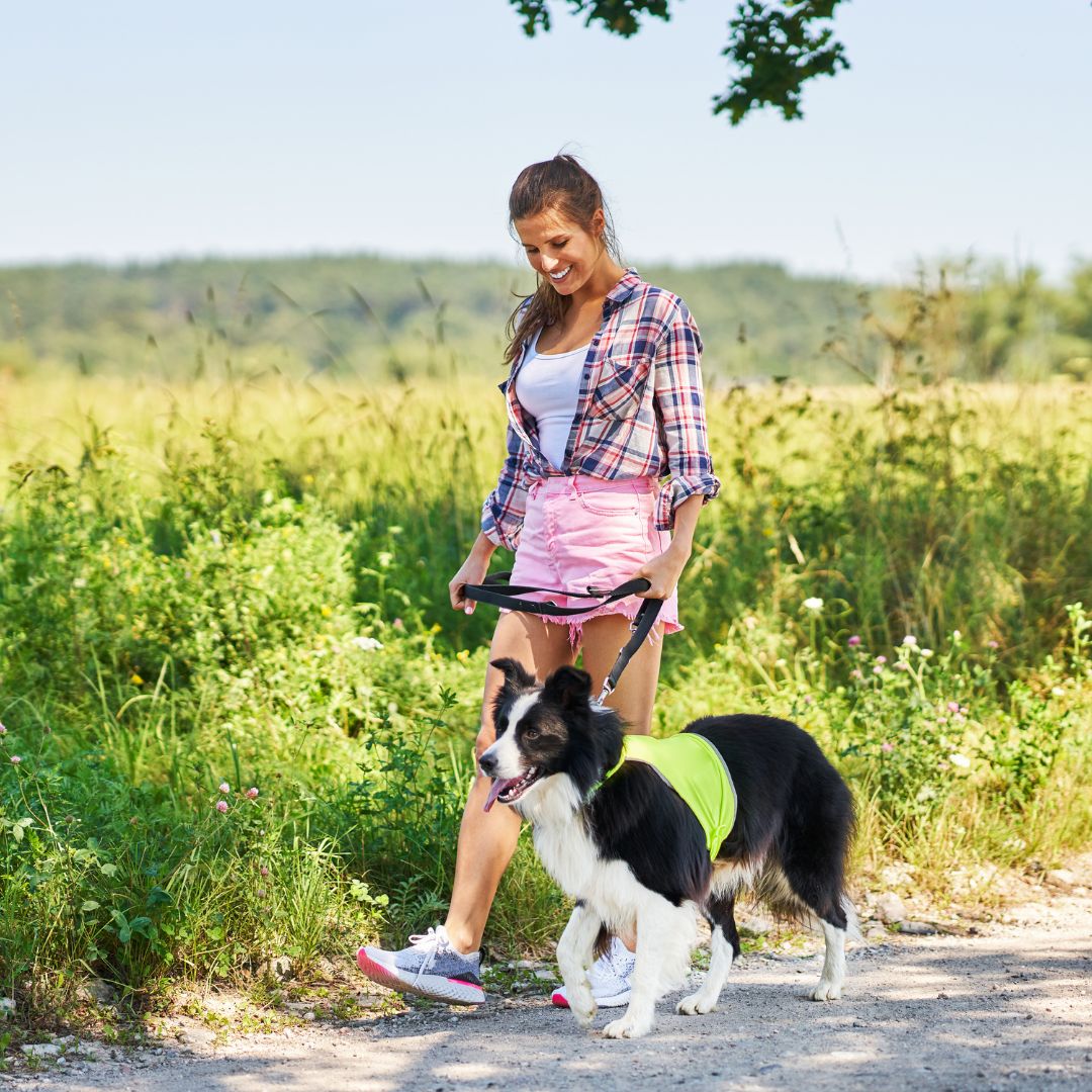 Benefits of Routine Walks for Your Dog - Fetch! Pet Care