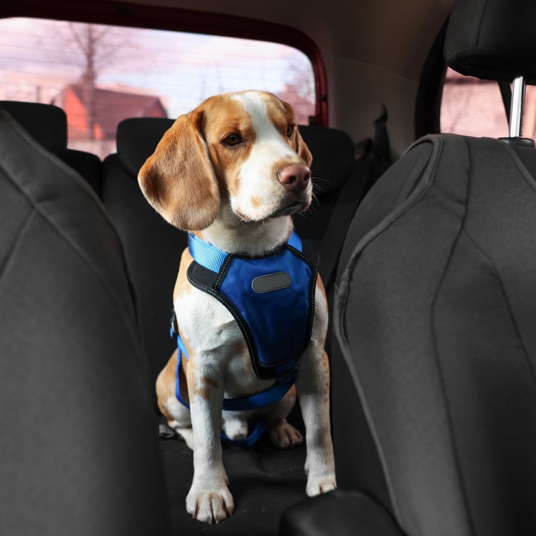 Pet Taxi Services in North Indianapolis | Fetch! Pet Care