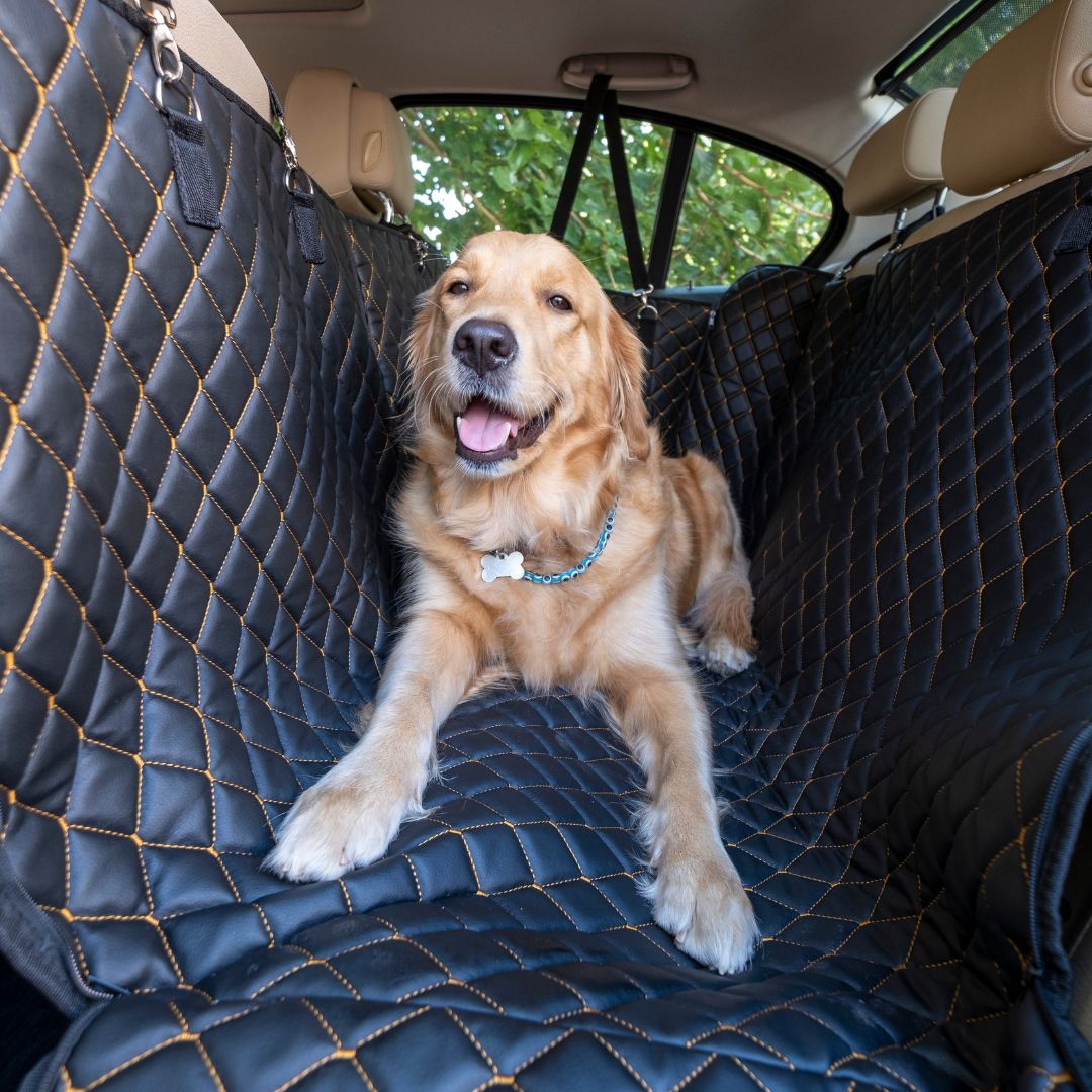 Pet Taxi Services in North Indianapolis | Fetch! Pet Care