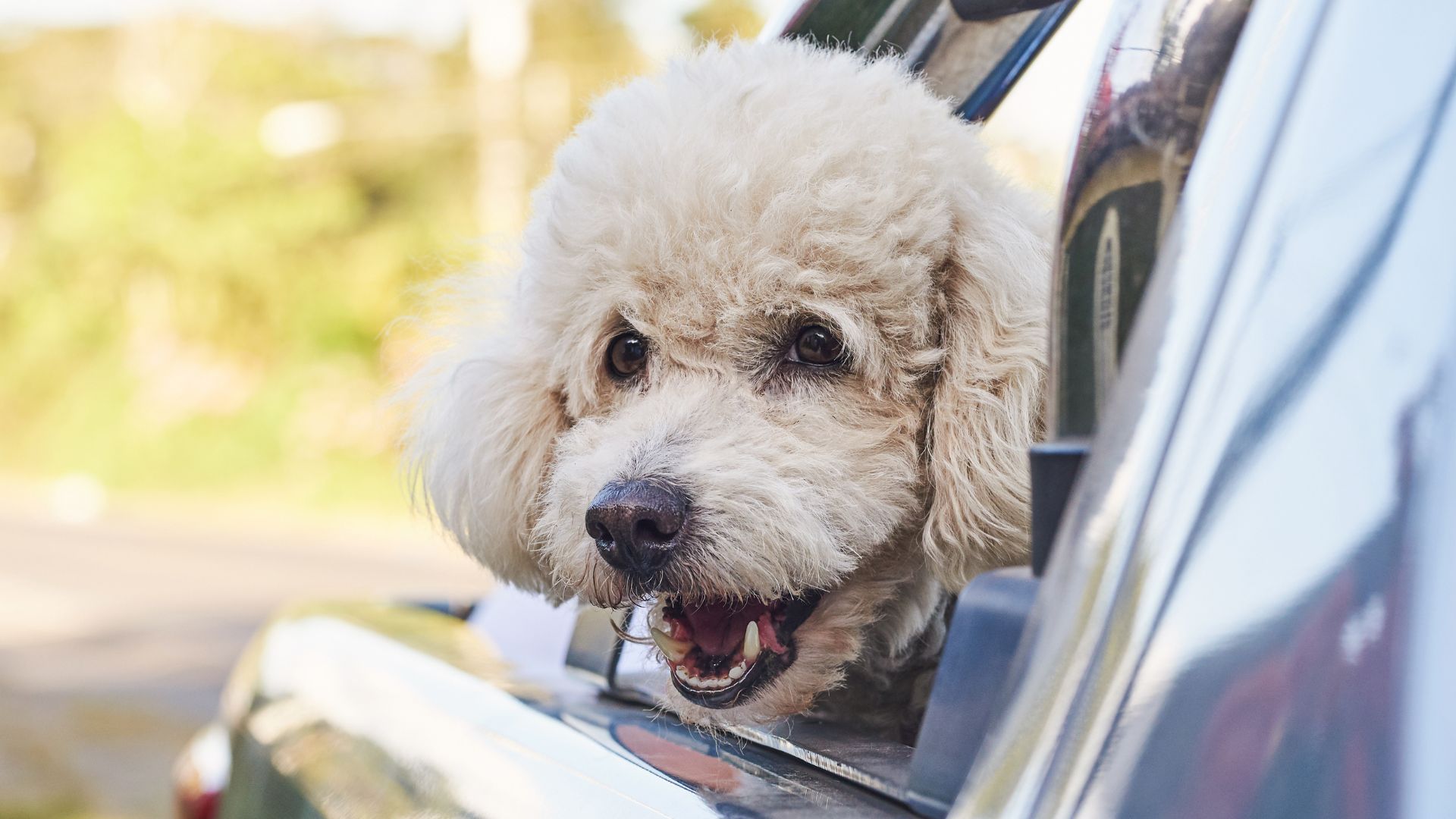 Pet Taxi Services in North Indianapolis | Fetch! Pet Care