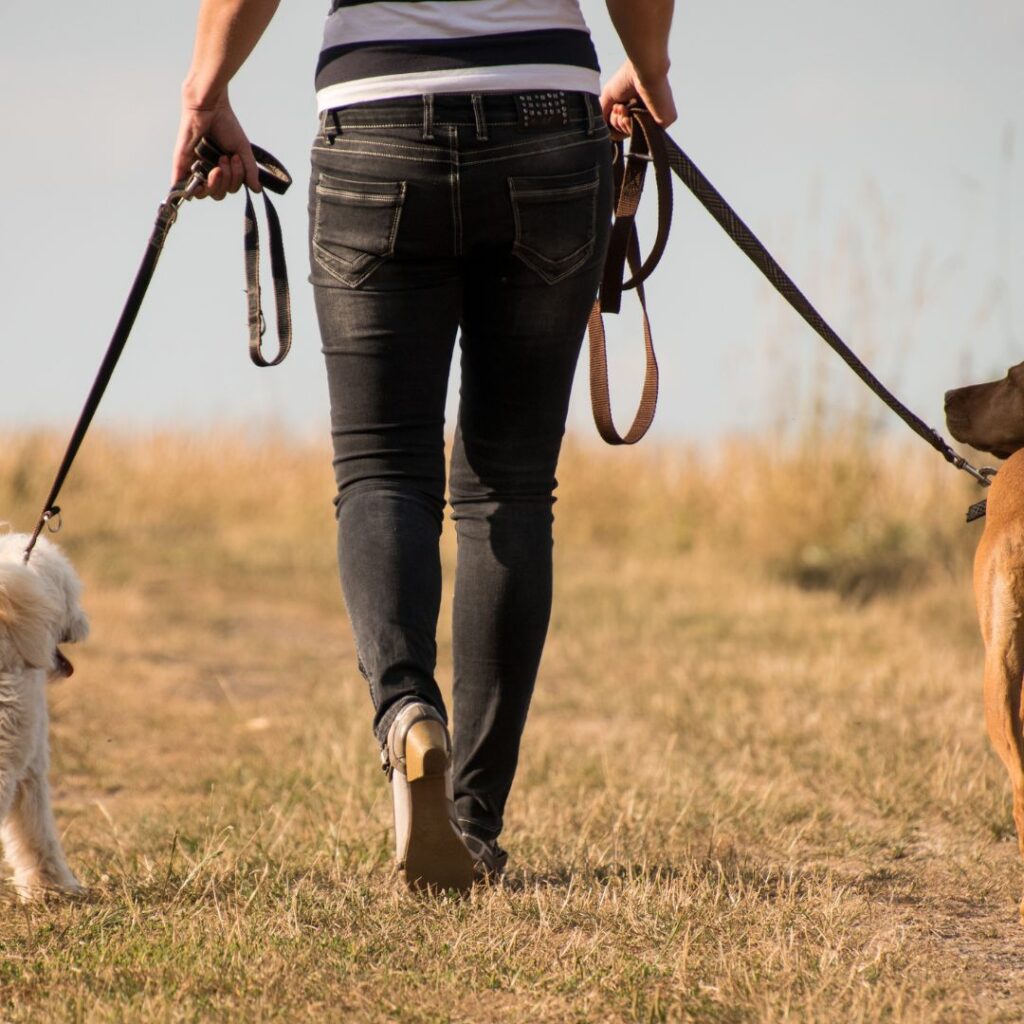 Experience Professional Dog Walking Services in Greater Milwaukee ...