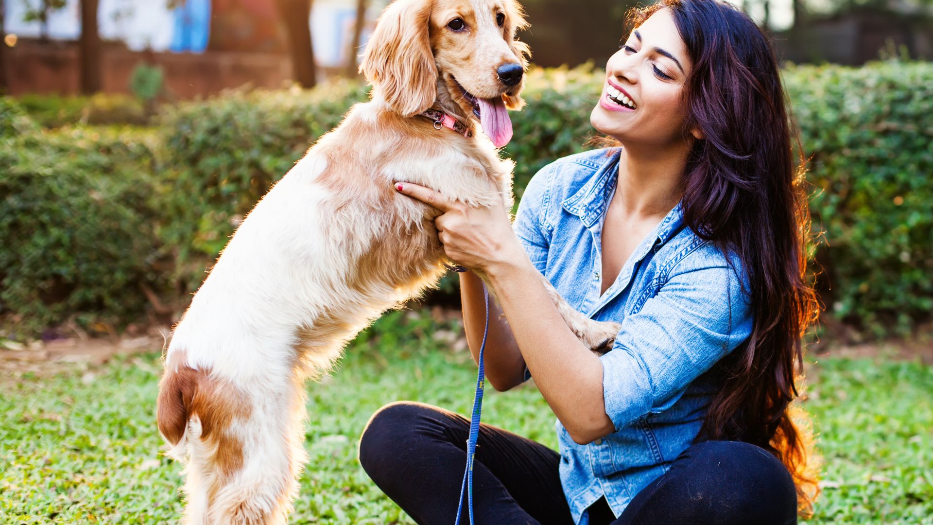 Pet-Sitting Services in Mile High Colorado - Fetch! Pet Care