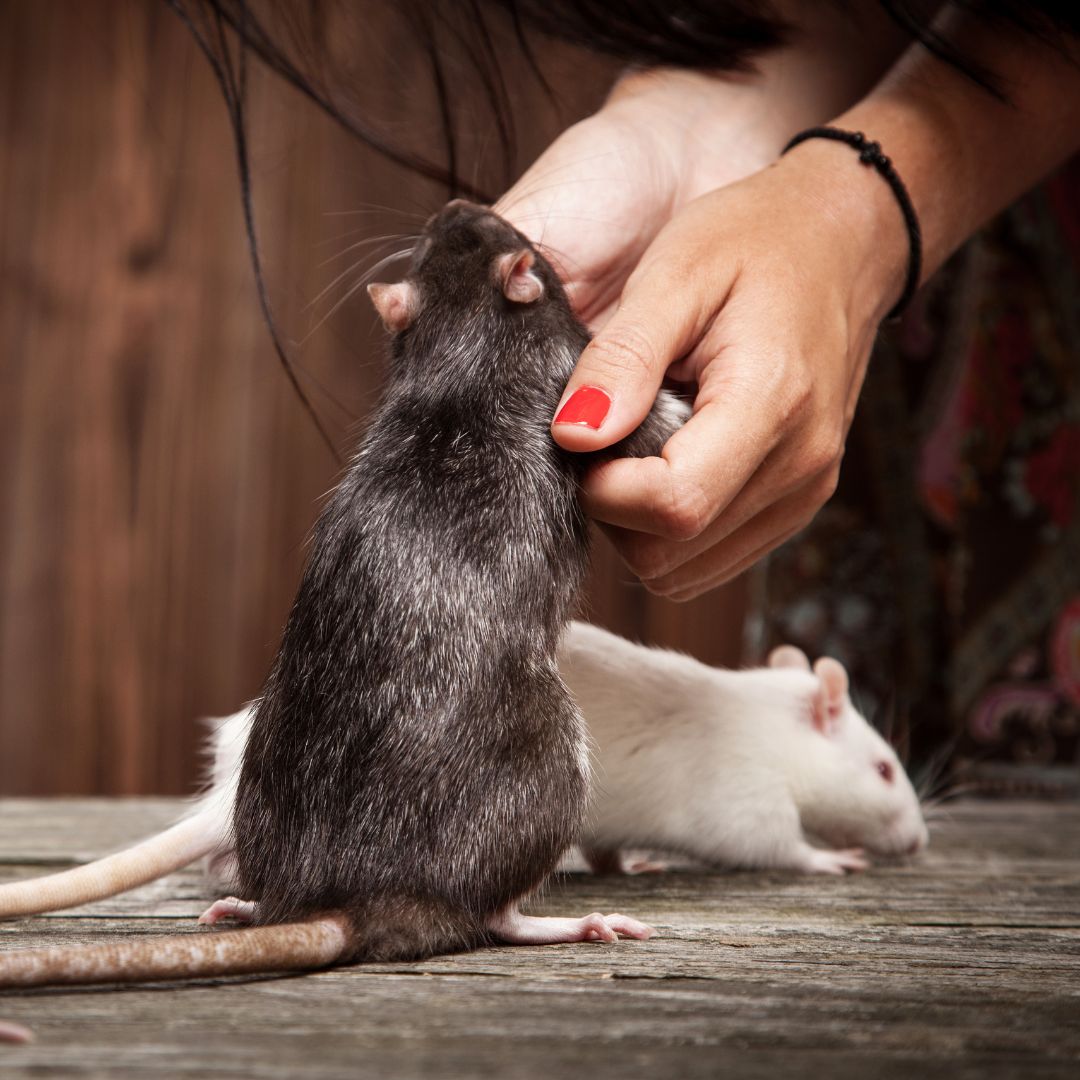Understanding the Responsibilities and Duties of a Metro Detroit Pet Sitter