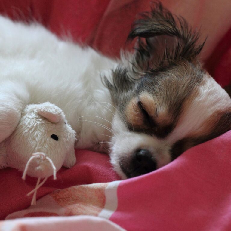 Choose Fetch! Pet Care for the Best In-Home Pet-Sitting Services in ...